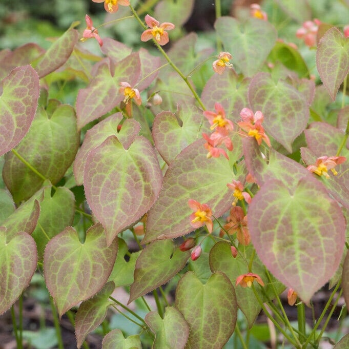 Epimedium Orange Queen Bare Root - Fairy Wings - Shade Tolerant ...