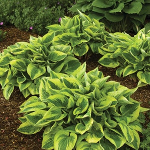 Hosta 'wide Brim' Perennial Shade Plant Dark Green Leaves to 8 by 6 ...