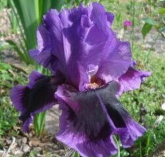 Bearded Iris 'pagan Dance' Bulb (rhizome) Deep Velvety Purple Deer ...
