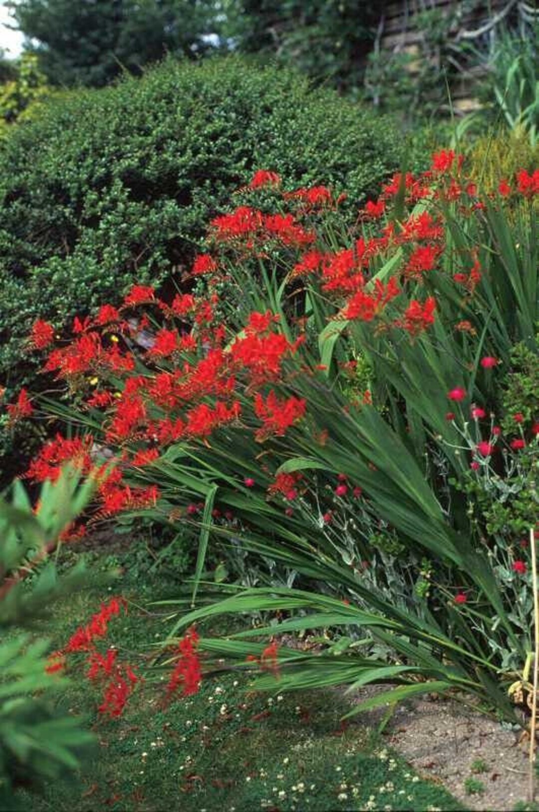 Lucifer Crocosmia Flower Bulbs - African Sword Lily - Hardy Perennial ...