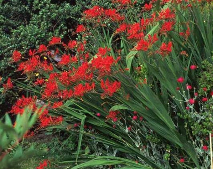 Lucifer Crocosmia Flower Bulbs - African Sword Lily - Hardy Perennial ...