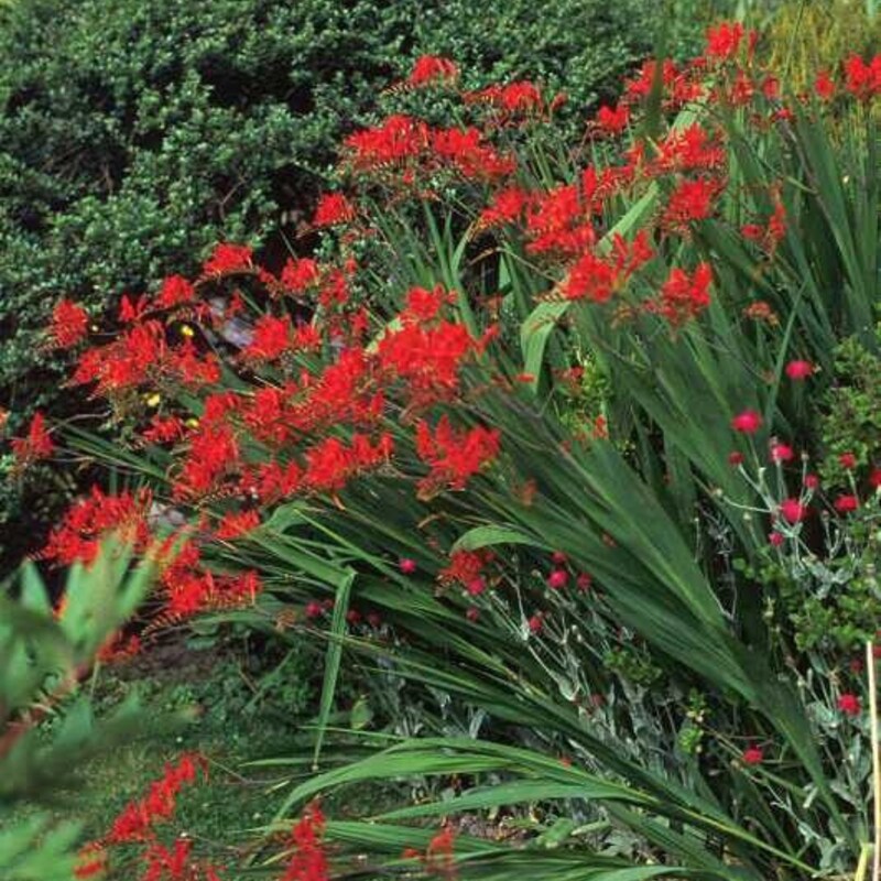 Lucifer Plant - Etsy