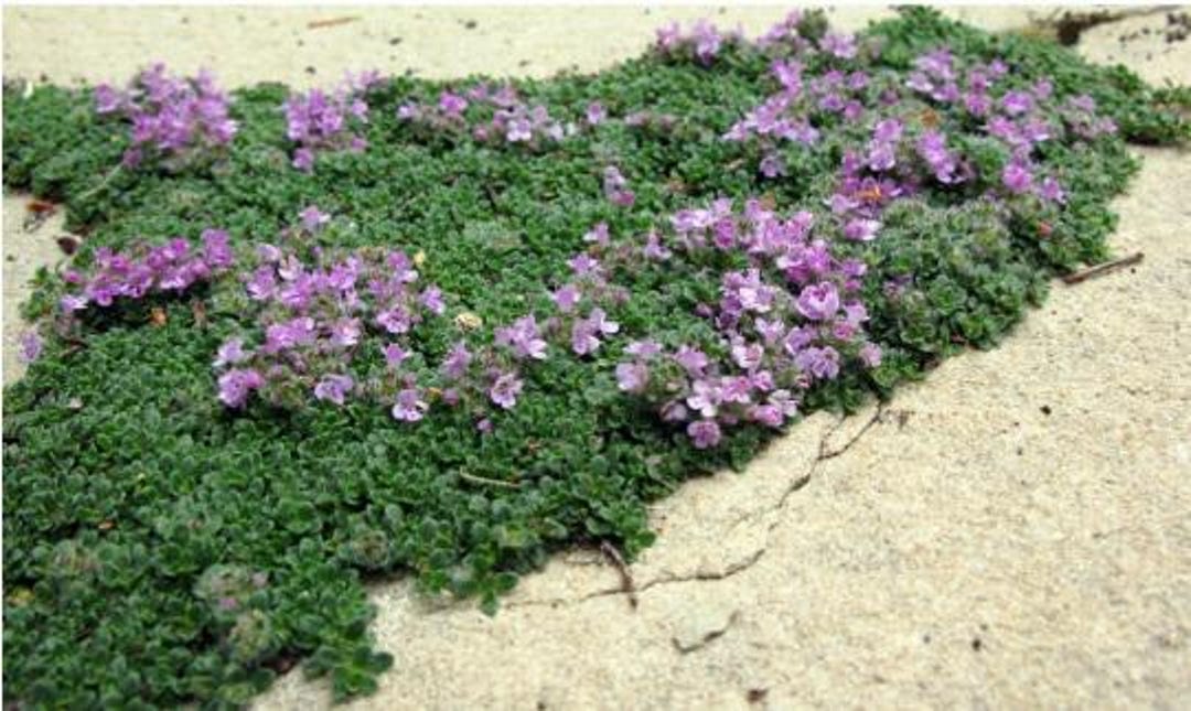 Creeping Thyme Plant - Thymus 'elfin' - A Miniature Form Featuring ...