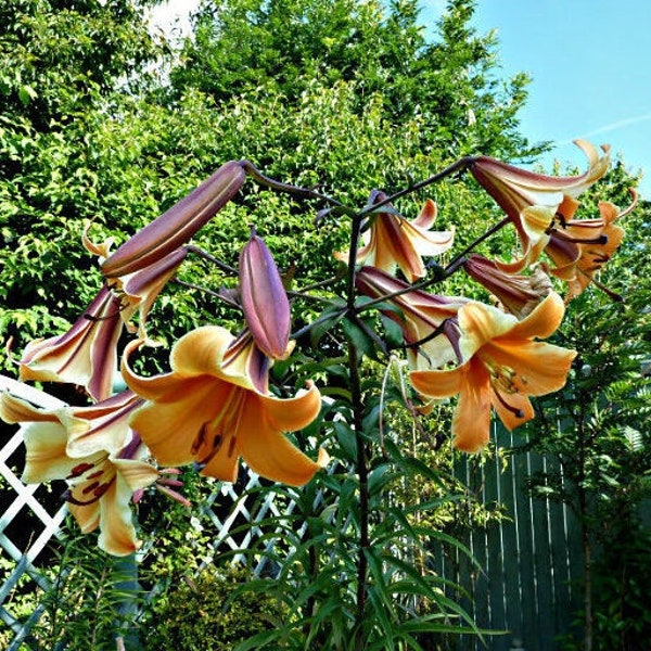 Angel Trumpet - Etsy
