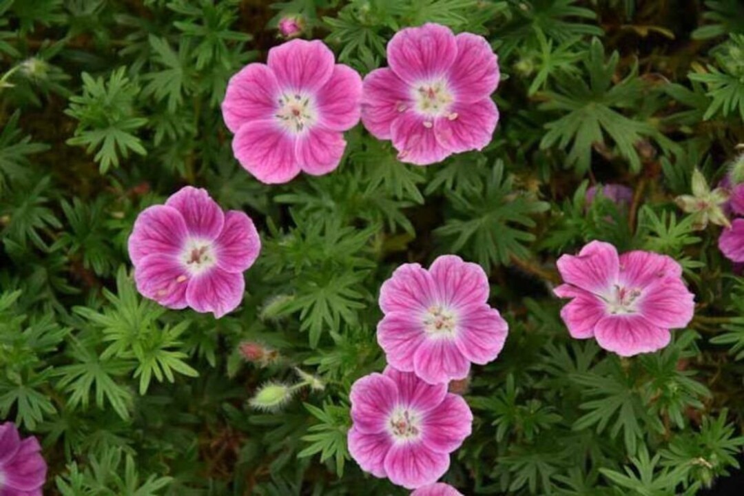 Geranium Bare Root Division - Elke - June to September Blooms - Live ...