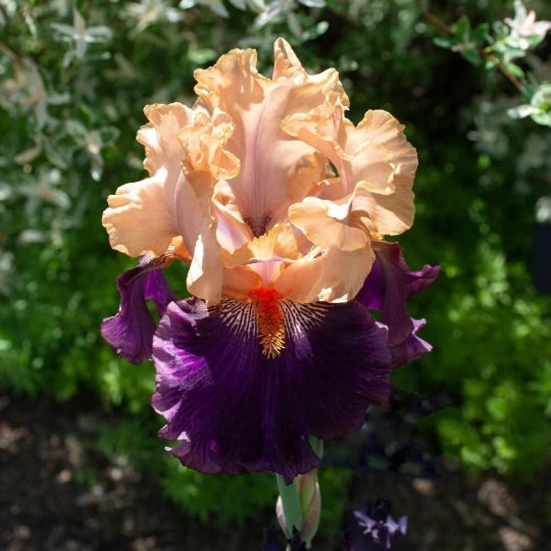 Peach Iris - Etsy