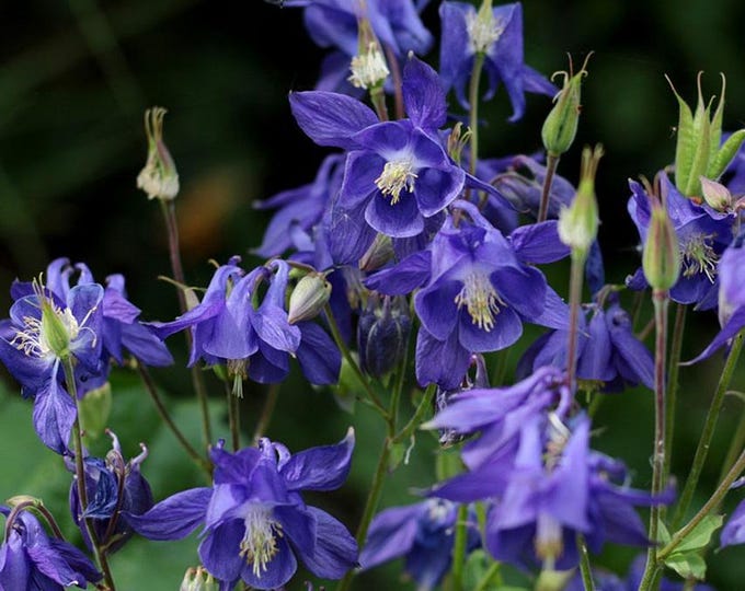 Alpine Columbine - Live Plant - Aquilegia Alpina - Partial Sun/shade ...