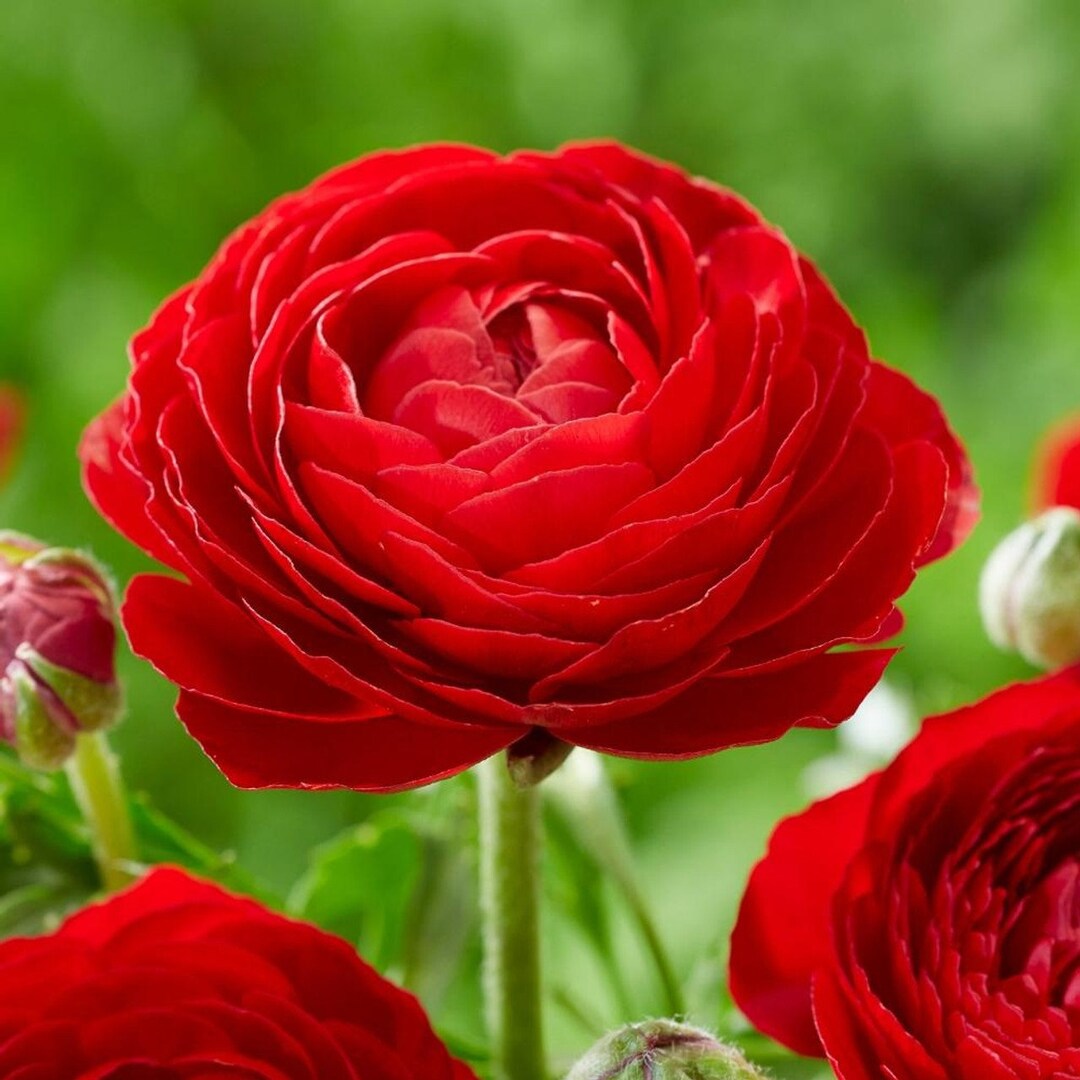 Red Aviv Ranunculus Tubers - Bright Red Rose Like Blooms - Easily Grown ...
