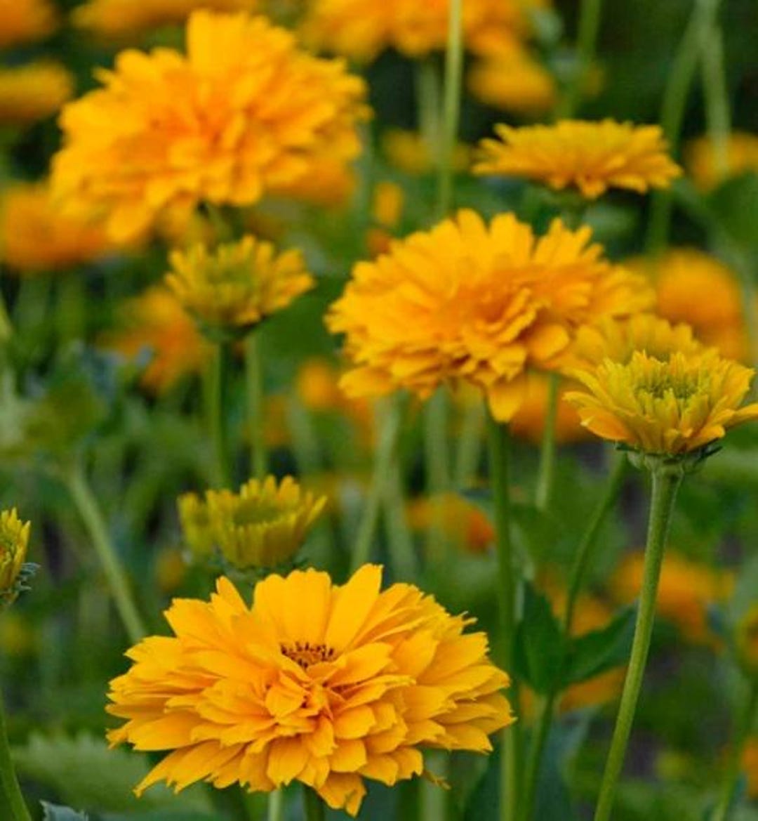Heliopsis 'summer Sun' - OXEYE SUNFLOWER - Live Plant - Showy, Semi ...