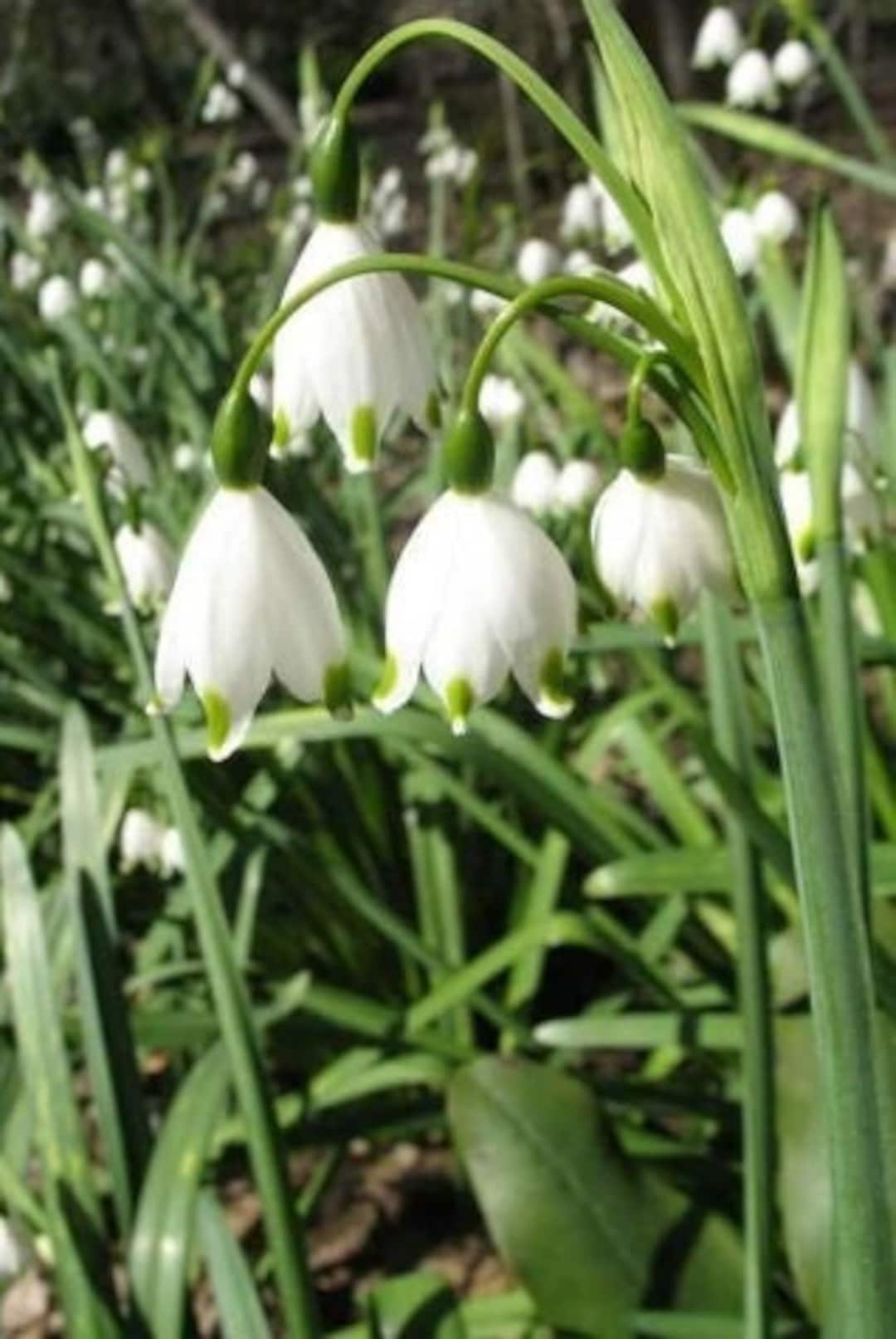 Summer Snowflake Flower Bulbs - Leucojum - Plant Now for Mid-spring ...
