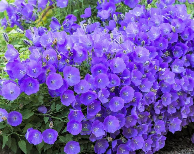Blue Clips Bellflower - CAMPANULA - Live Plant - Hardy Perennial ...