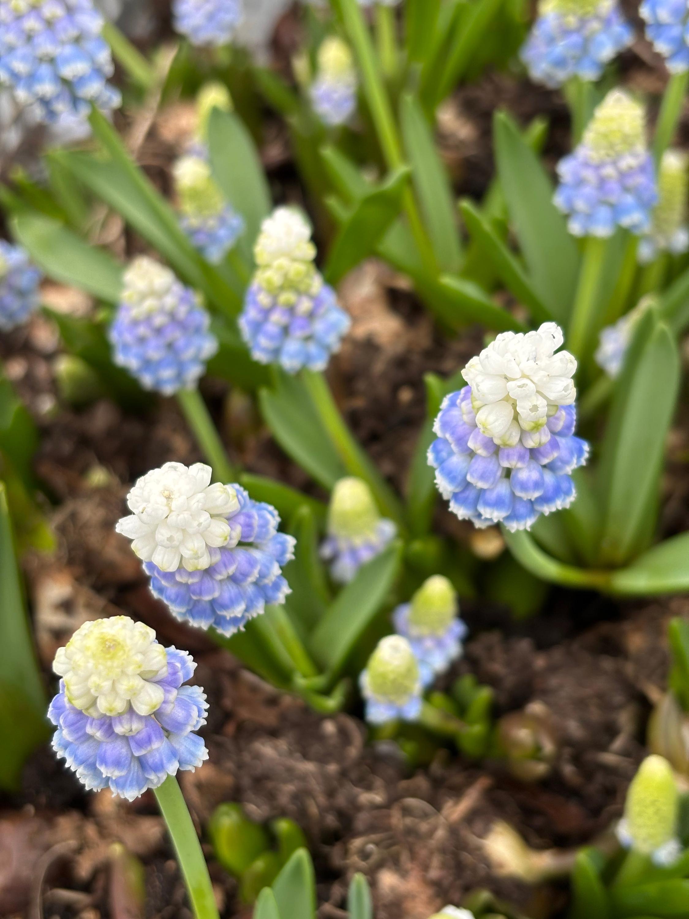 Muscari - Mountain Lady - Unique! Varying Pale Powder Blue Grape ...