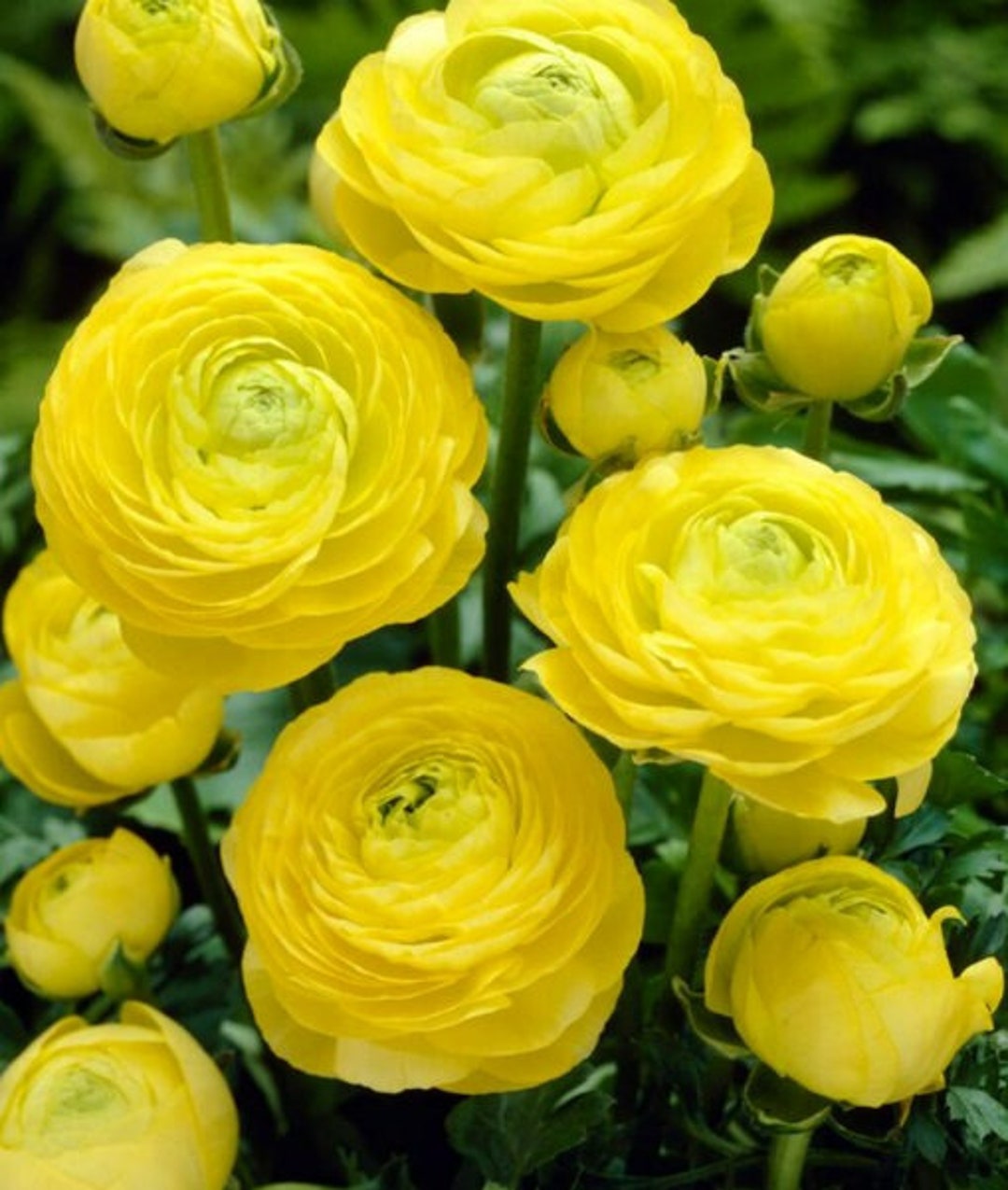 Sunshine Yellow Ranunculus Tubers - Winter Tender - Easily Grown - Full ...
