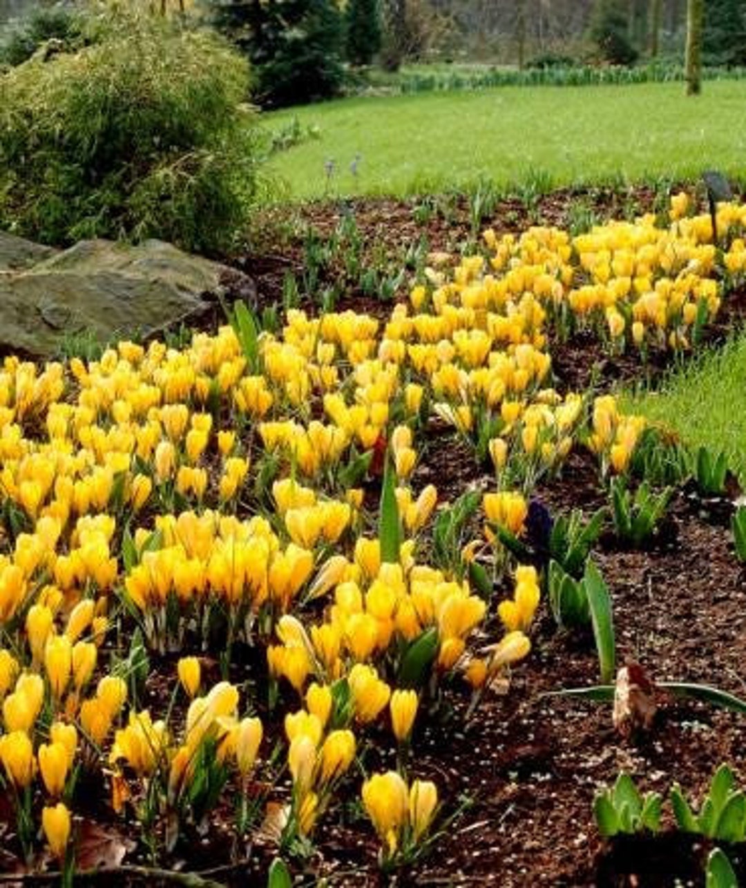 Golden Yellow Crocus Bulbs - Large Flowering - Bright and Cheerful ...