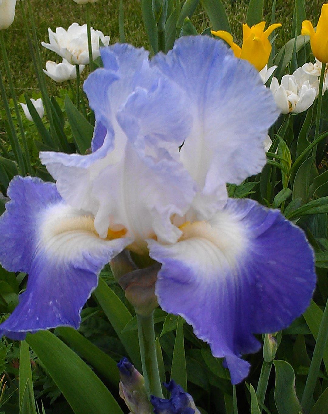 Clarence Bearded Iris Rhizome - White Petals W/ Light Blue Violet Falls ...