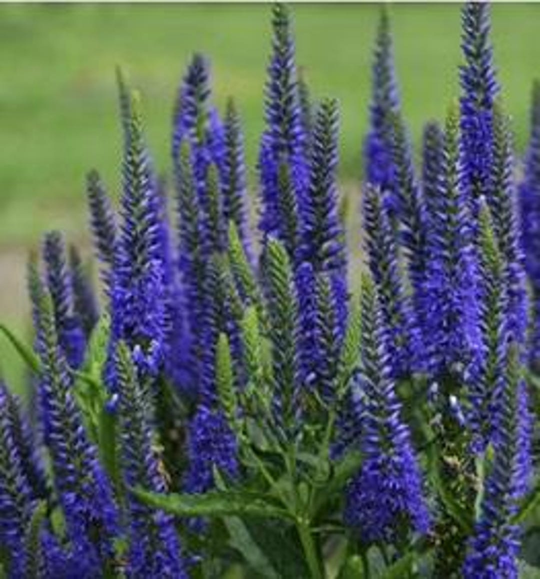 Spiked Speedwell Plant - Veronica 'royal Rembrandt' - Dense Spikes of ...