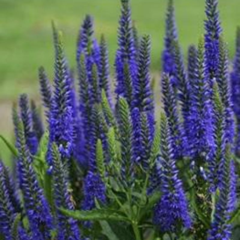 Veronica Plant - Etsy