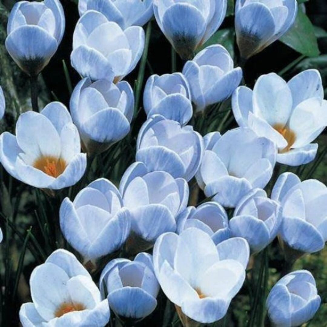 Species Crocus Blue Pearl Flower Bulbs Easy to Grow Perennial Plant Now ...