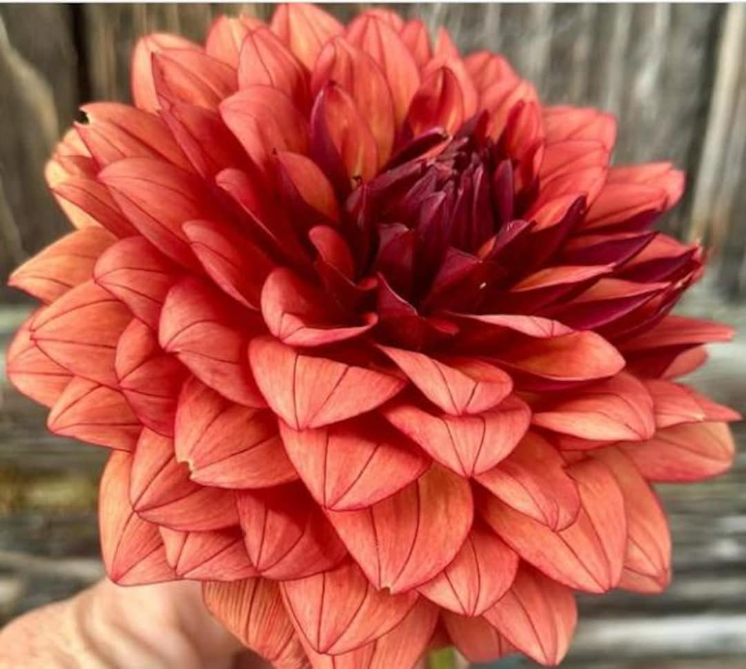 Missis Miley Dahlia Tuber - Warm Shades of Orangey Brick Red and Rich ...
