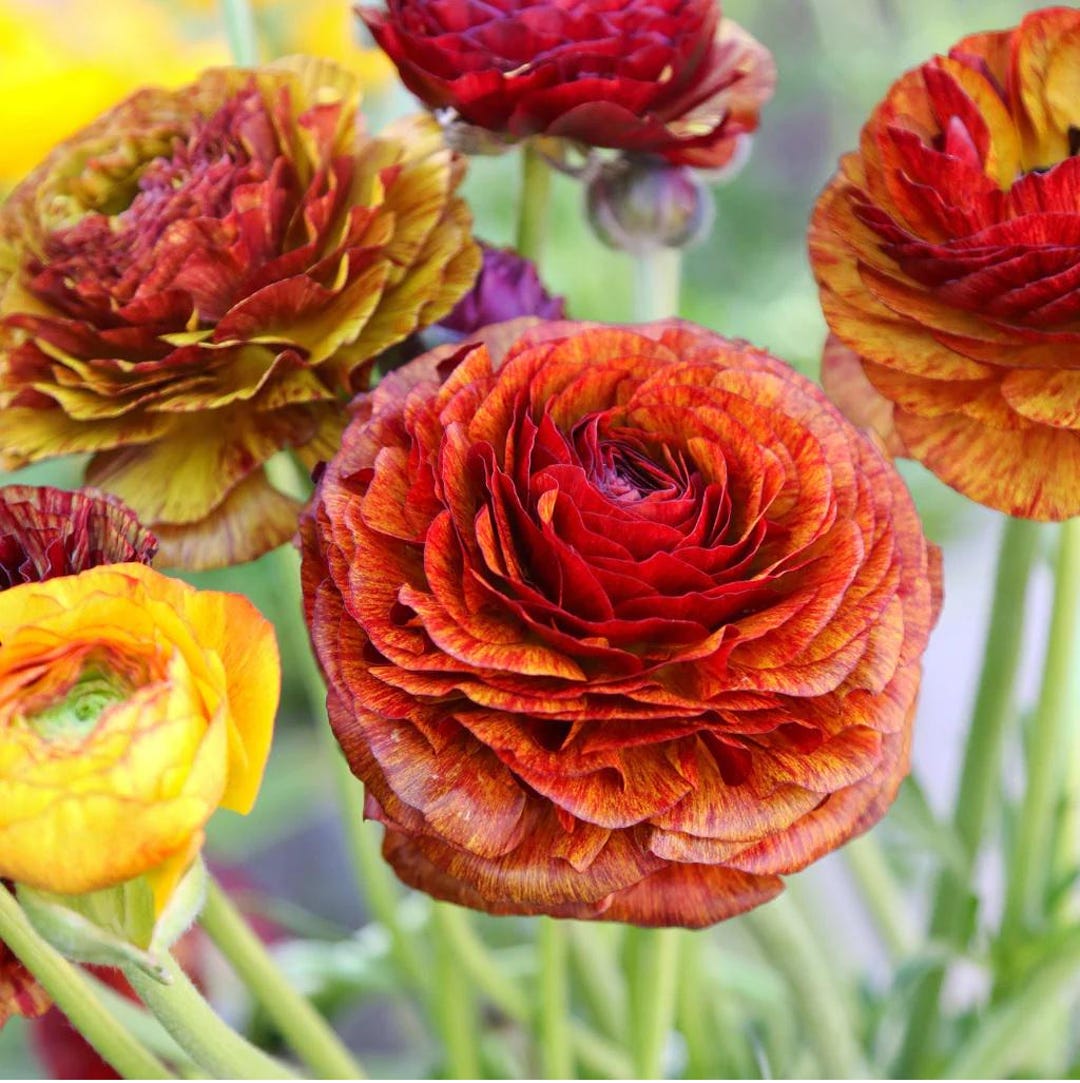 Ranunculus Picotee Café Tubers - Brown Edged W/ Burnt Orange & Red ...