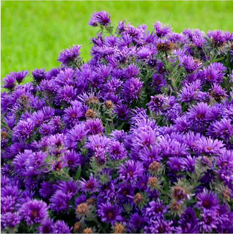 Grape Crush Aster - Live Plant - Hundreds of Dark Purple Daisy-shaped ...