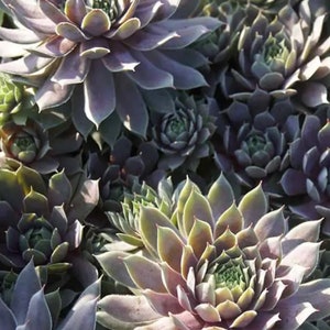 Hens and Chicks ! Pacific Blue Ice Live Plant - Hardy Outdoor Cactus ...