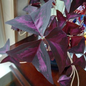 Purple Shamrock Bulbs! ~ Oxalis Triangularis ~ Easy to Grow ~ Thrives ...
