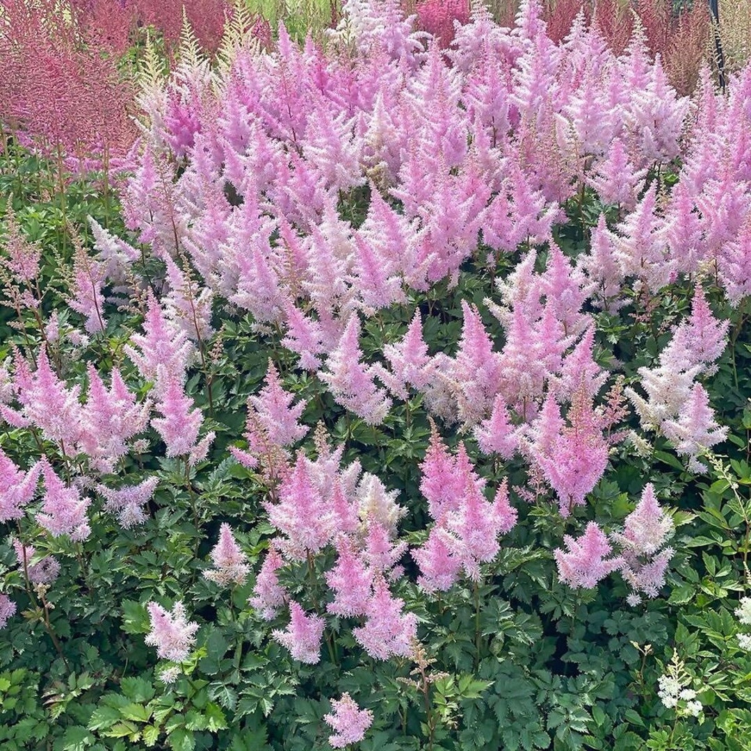 Astilbe Ice Cream Shade Plant Bare Root Division Shades of Pretty Pink ...