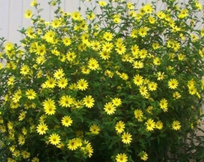 Helianthus 'lemon Queen' - PERENNIAL SUNFLOWER - Live Perennial Plants ...
