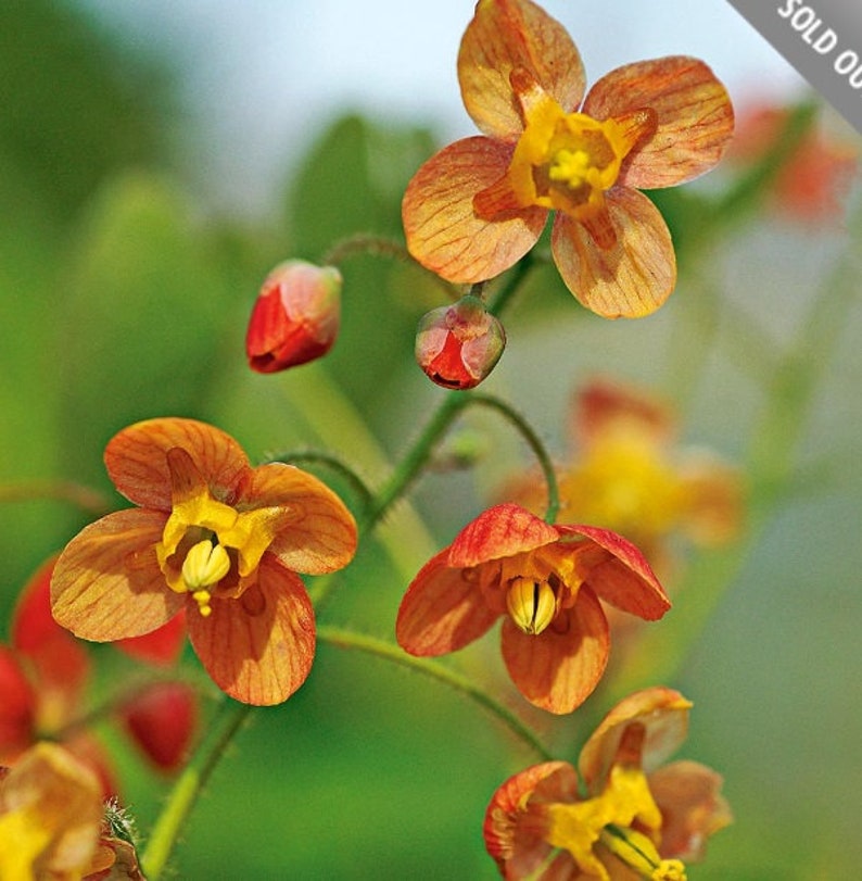 Epimedium Orange Queen Bare Root - Fairy Wings - Shade Tolerant ...