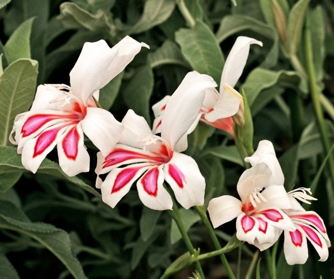 Hardy Gladiolus 'prince Claus' SWORD LILY BULBS - Etsy
