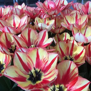 Spring Break Tulip Bulbs - Color Changing Blooms - Open White With ...