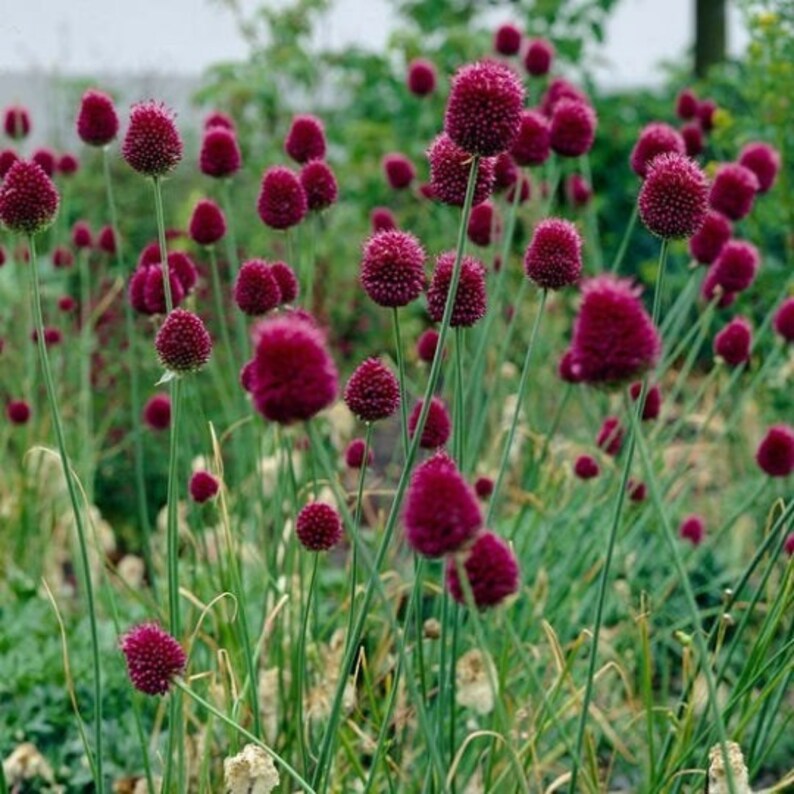 Drumstick Allium Flower Bulbs - Hardy - Deer Resistant - Blooms in Late ...