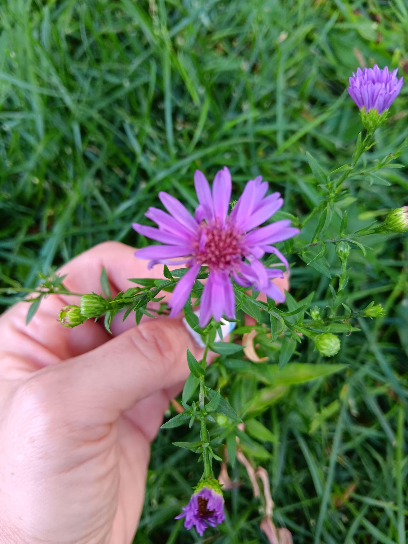 Grape Crush Aster - Live Plant - Hundreds of Dark Purple Daisy-shaped ...