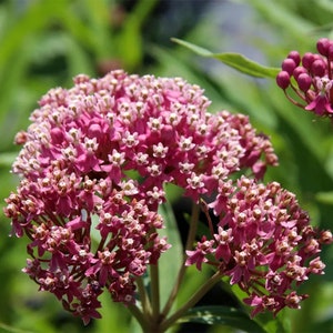 Asclepias Incarnata 'soulmate' - SWAMP MILKWEED - Bare Root - Clusters ...