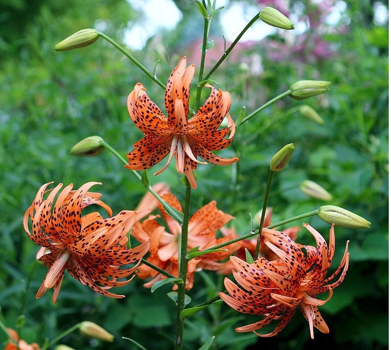 Flore Pleno Double Tiger Lily Rare Hybrid Doube the Orange - Etsy