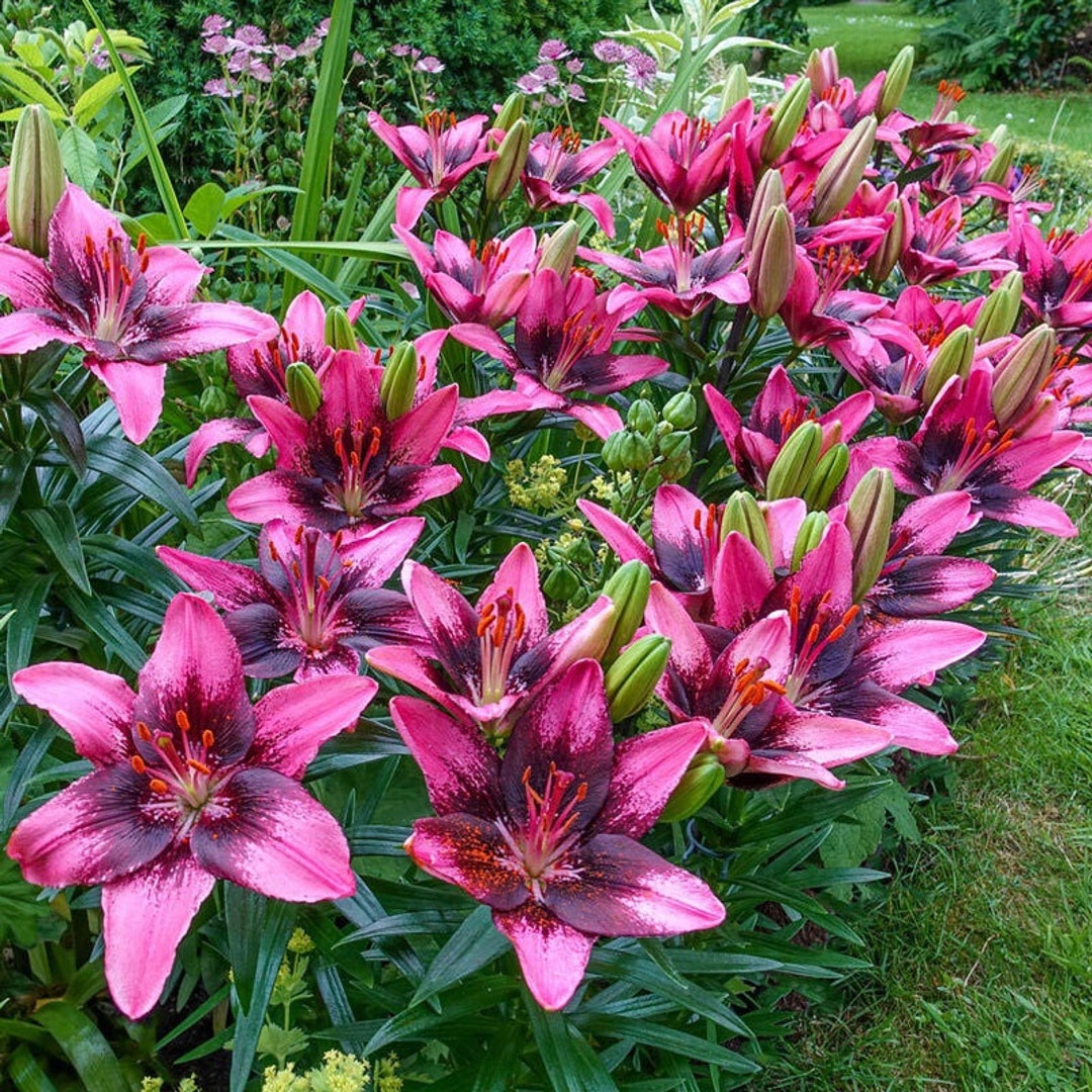 Purple and Black Tango Lily Bulbs Upward Blooms Rosy Pink to Purple W ...