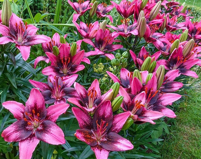 Purple and Black Tango Lily Bulbs - Upward Blooms - Rosy Pink to Purple ...