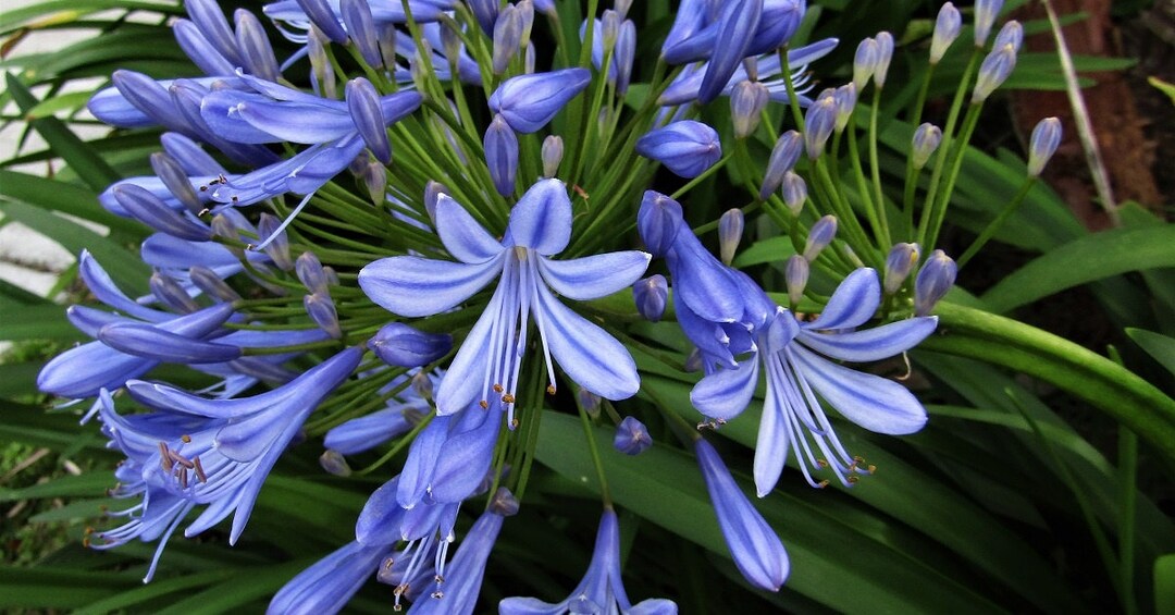 Agapanthus Africanus - Lily of the Nile - Live Perennial Plant ...