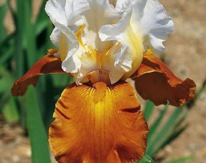 Bearded Iris 'fall Fiesta' Bulb (rhizome) Amber-tan Tones Deer ...