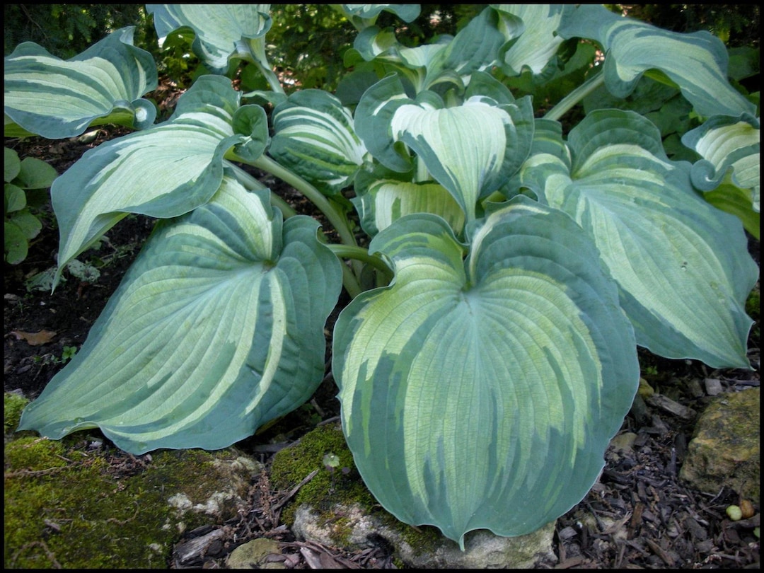 Hosta EARTH ANGEL - Large, Heart-shaped, Blue-green Leaves With Wide ...