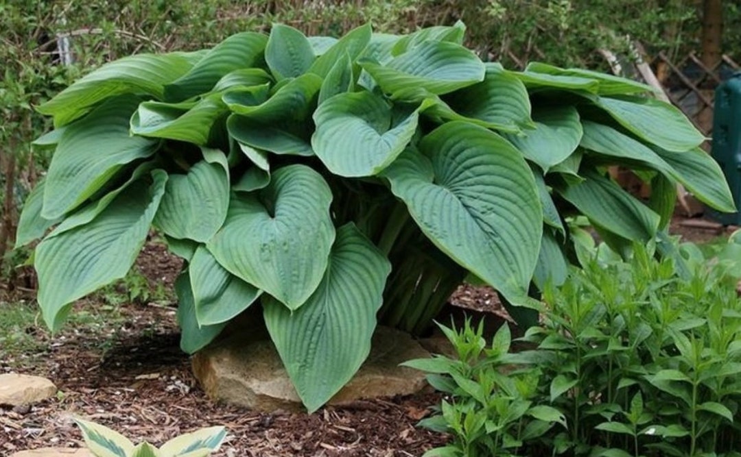 Hosta T-REX enorme: planta perenne de sombra. Espectaculares hojas de ...
