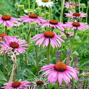 Echinacea Ruby Star Live Plant - Coneflower - Bright Purple/pink, Daisy ...
