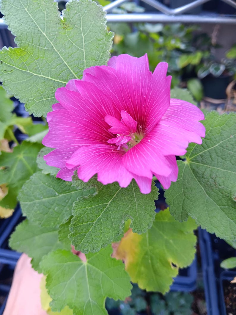 Alcea Hollyhock Live Plant - Queeny Purple - Attracts Pollinators ...