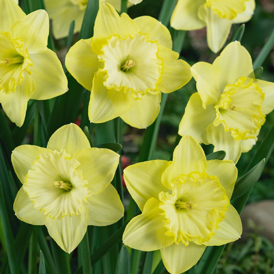 Daffodil Bulbs - Narcissus 'st. Patrick's Day' - Greenish Yellow ...