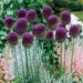 Drumstick Allium Flower Bulbs - Hardy - Deer Resistant - Blooms in Late ...