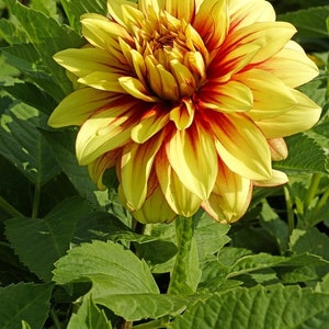 Dinnerplate Dahlia! 'dazzling Sun' Tubers - 8" Fully Double Flowers Are ...