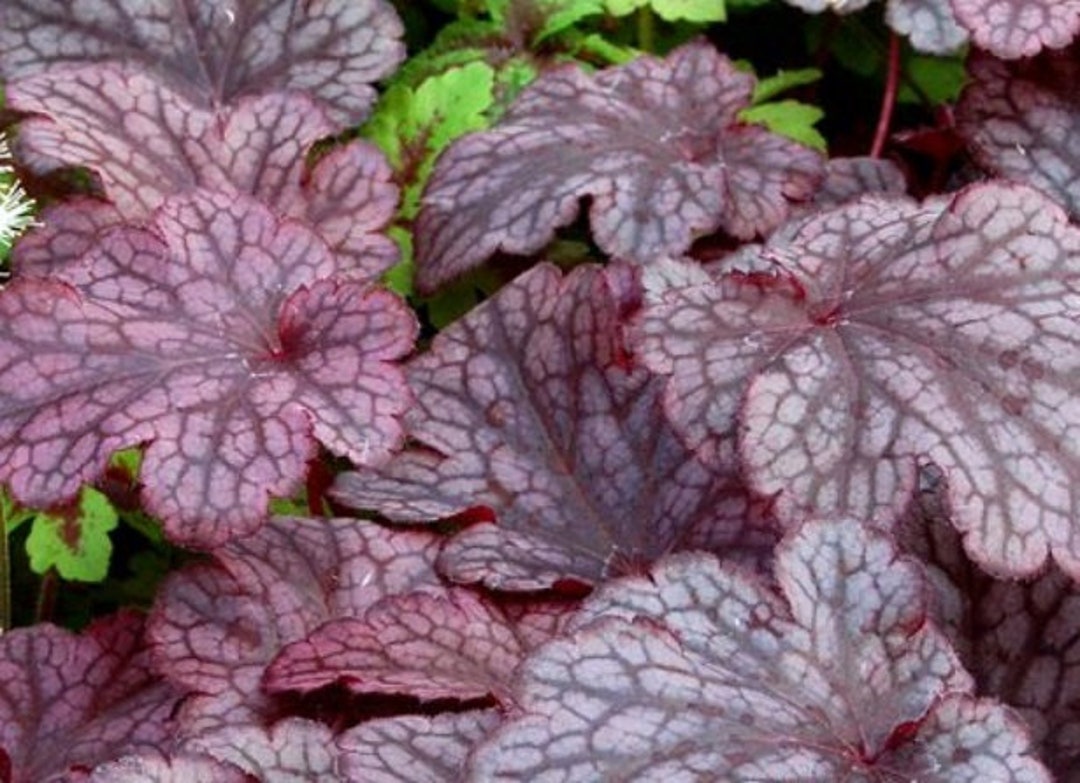 Plum Pudding Heuchera Live Plant Deep Variegated Shiny Purple Foliage ...