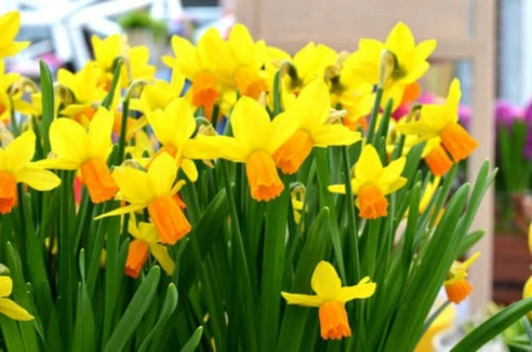 Narcissus - Jetfire - Minature Yellow Daffodil - Flower Bulb - Plant ...
