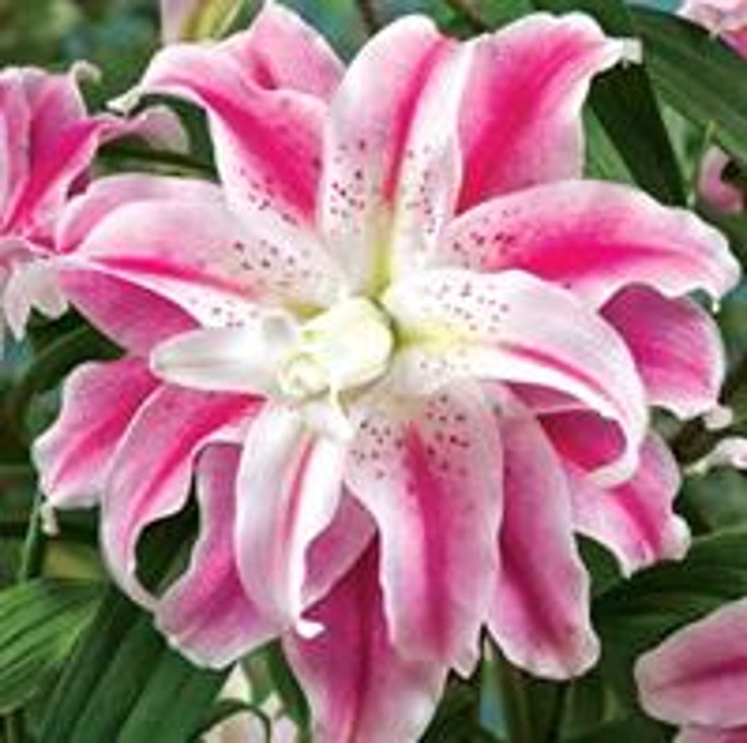 Double Oriental Lily Bulbs - SWEET ROSY - White, Pink Two-tone - Great ...